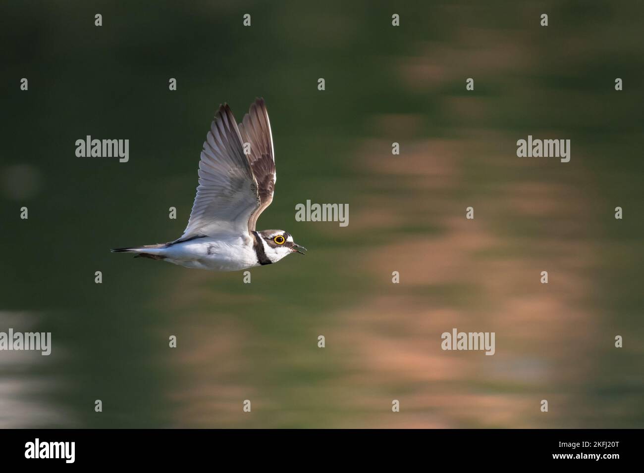 flying Little Ringed Plover Stock Photo - Alamy