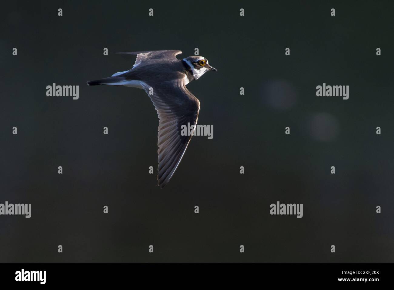 flying Little Ringed Plover Stock Photo - Alamy