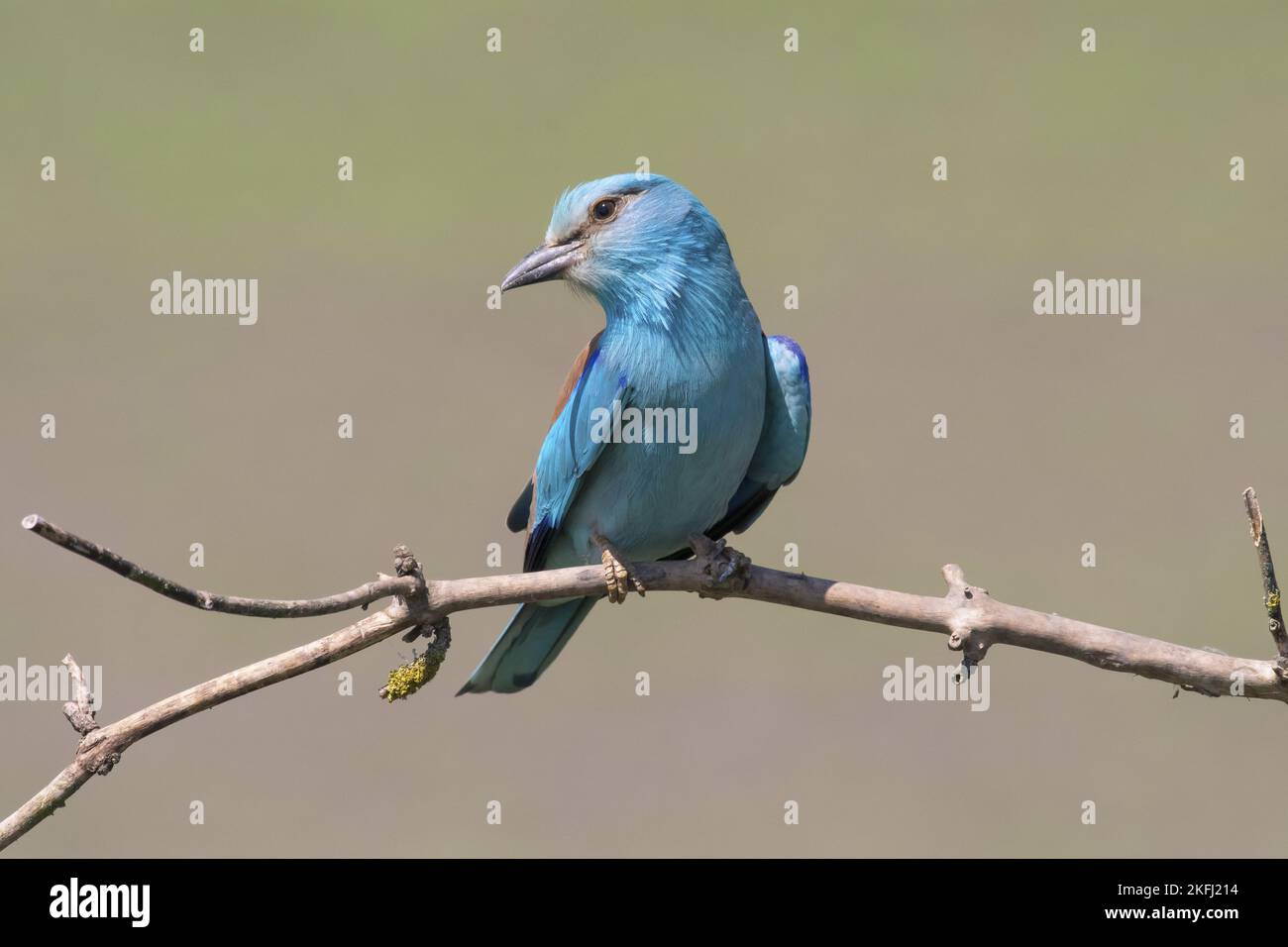 Blue roller hi-res stock photography and images - Alamy