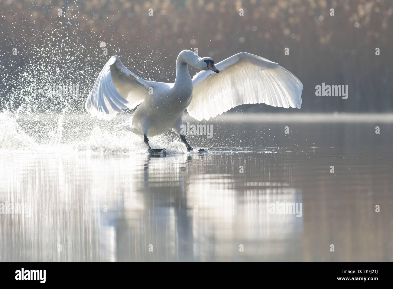 Flies bird animals swans hi-res stock photography and images - Alamy