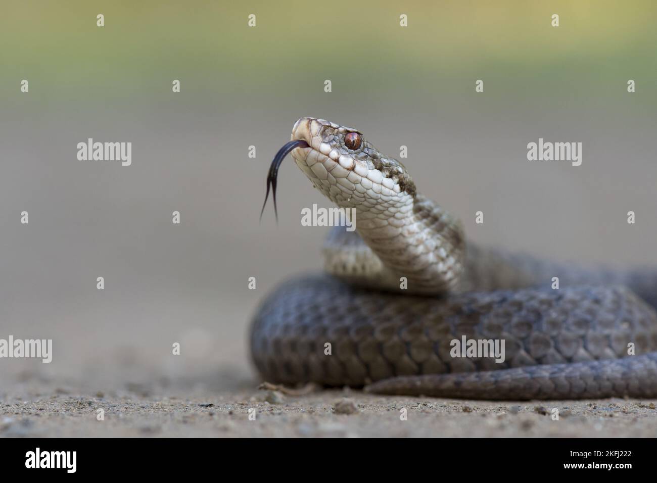 Sand adders hi-res stock photography and images - Alamy