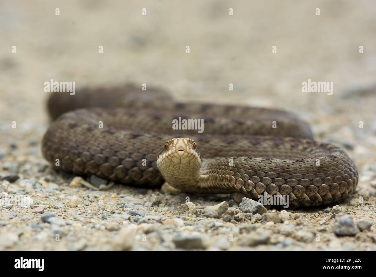 Common sand adder hi-res stock photography and images - Alamy