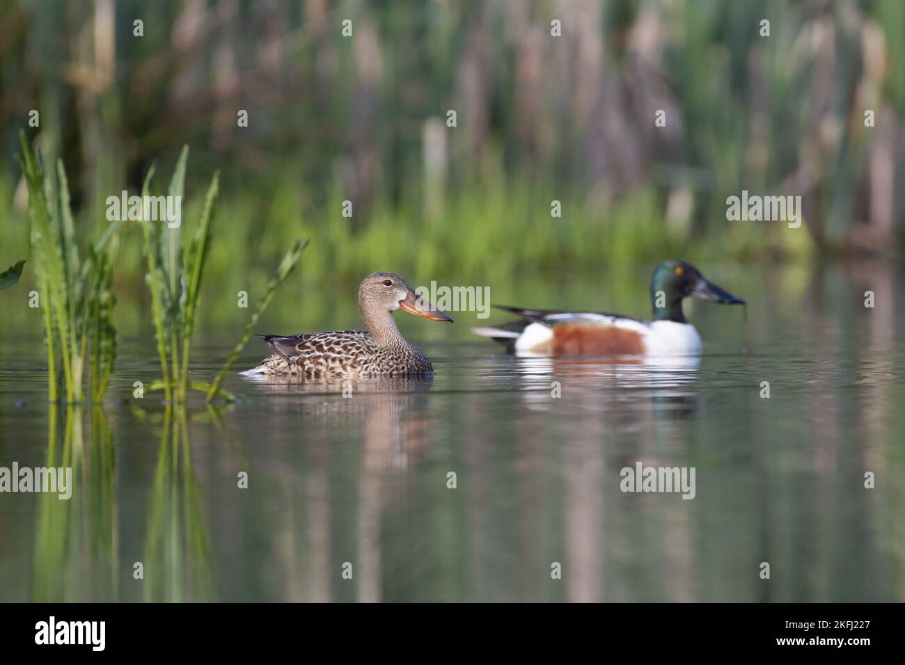 shoveller duck couple Stock Photo - Alamy