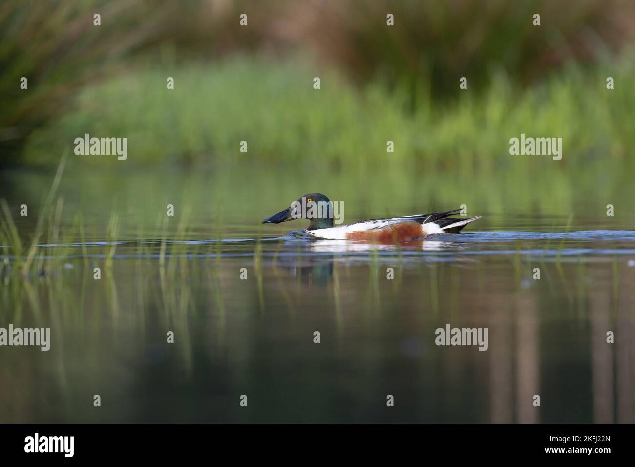 shoveller duck swims on sea Stock Photo - Alamy