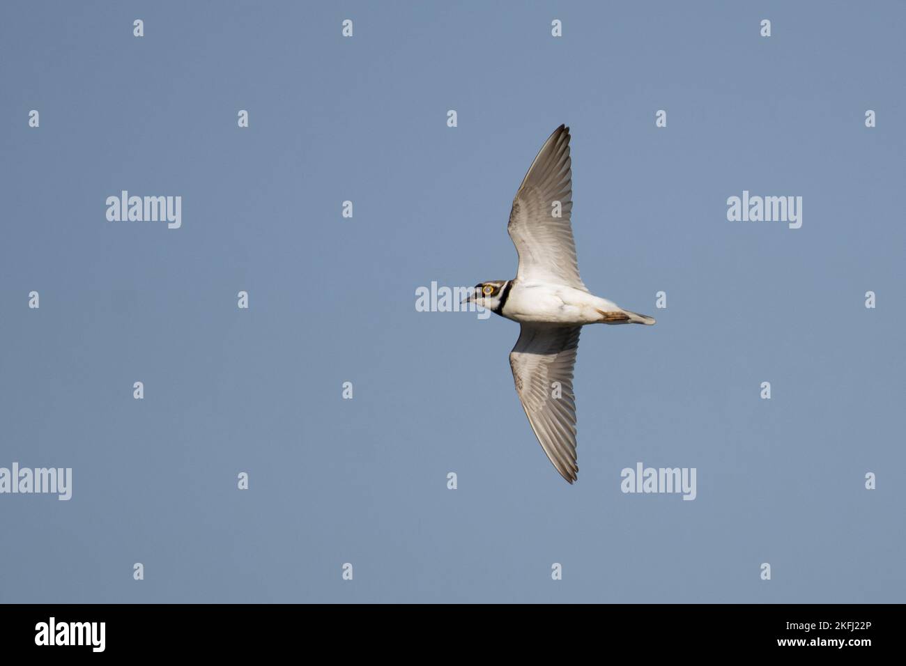 flying Little Ringed Plover Stock Photo - Alamy