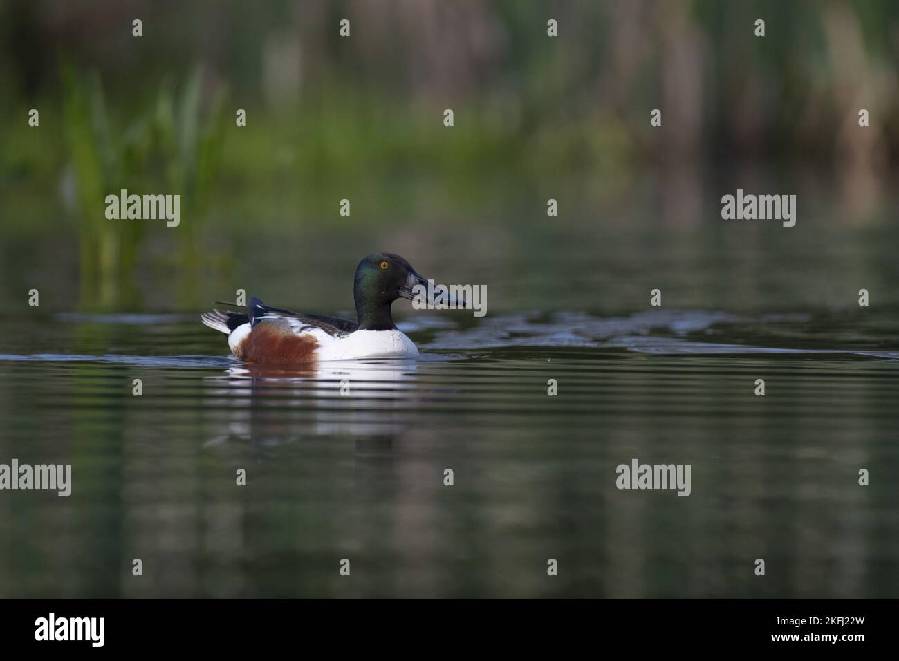 shoveller duck swims on sea Stock Photo - Alamy