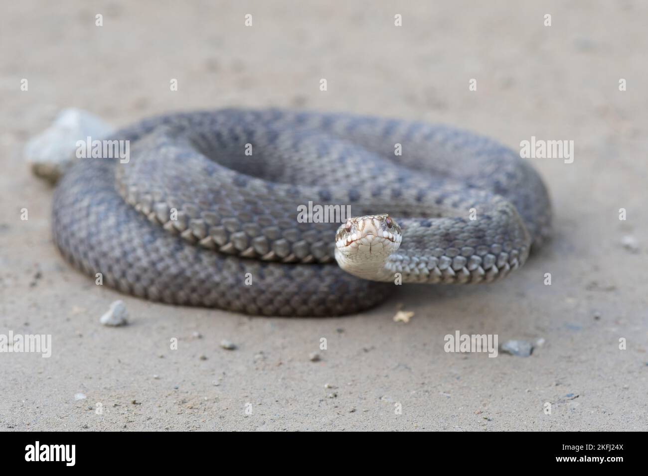Common sand adder hi-res stock photography and images - Alamy