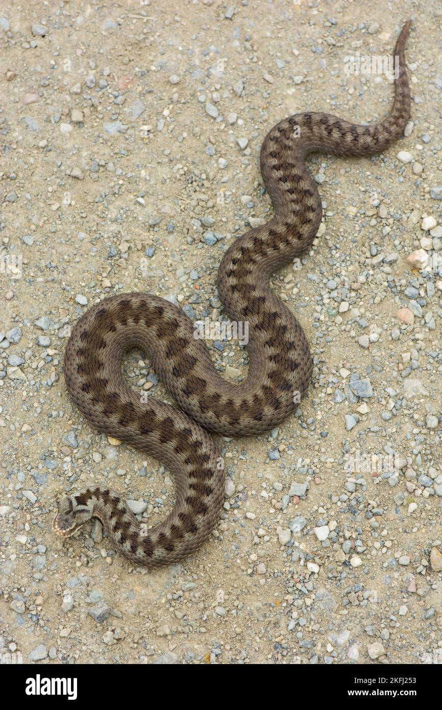 Crossed adders hi-res stock photography and images - Alamy