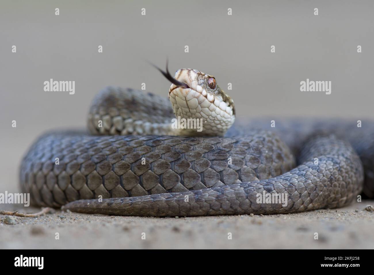 Adder behaviour hi-res stock photography and images - Alamy