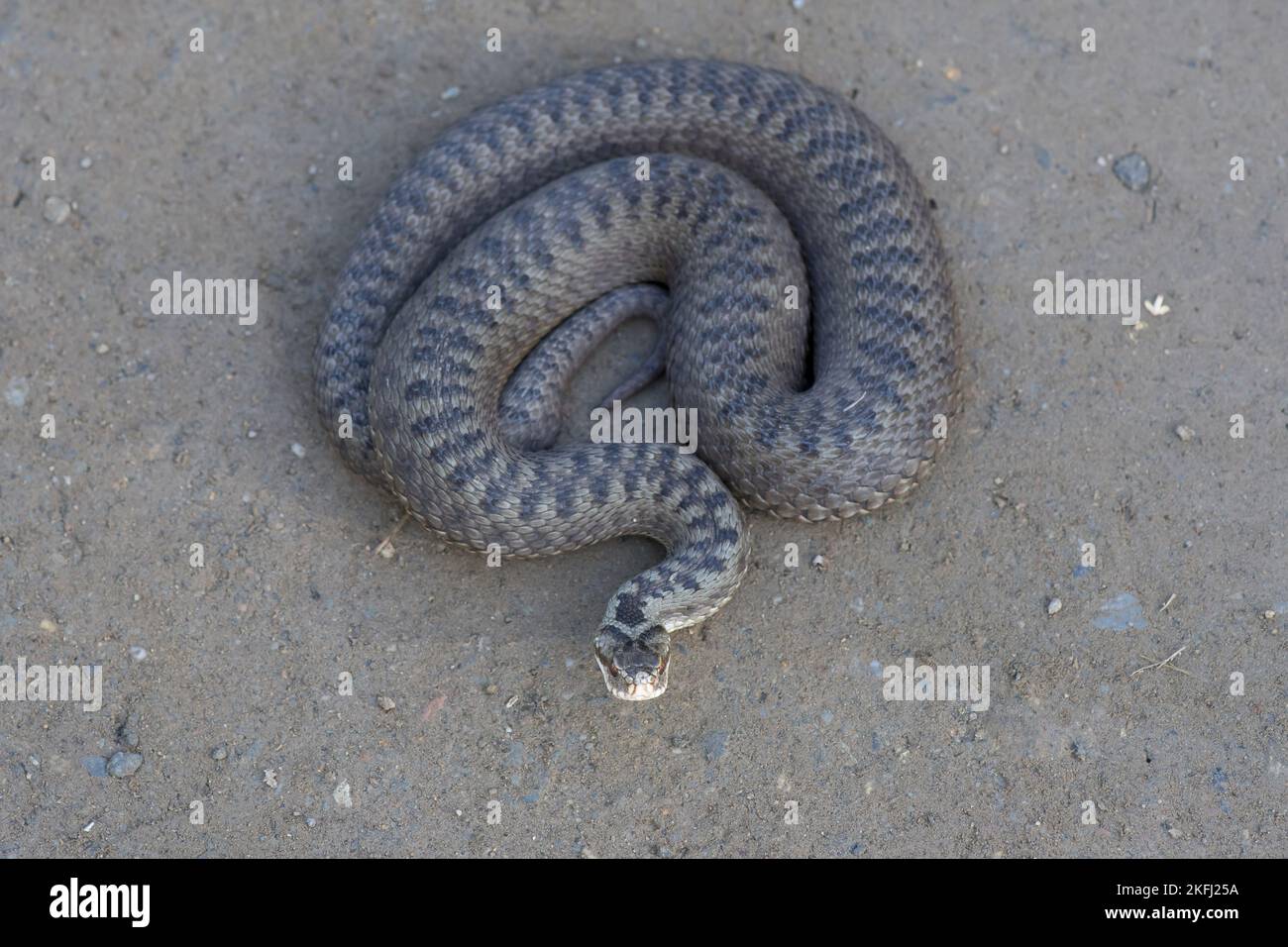 Crossed adders hi-res stock photography and images - Alamy