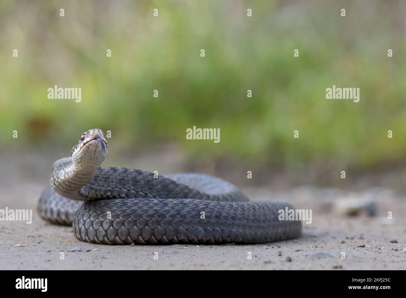 Crossed adder hi-res stock photography and images - Alamy