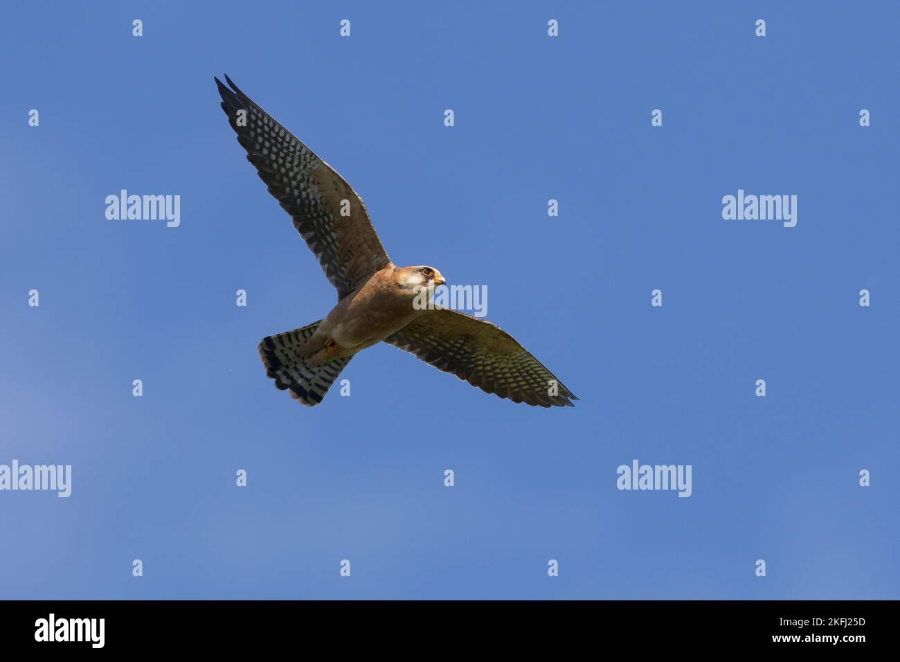 flying Red-footed Falcon Stock Photo - Alamy