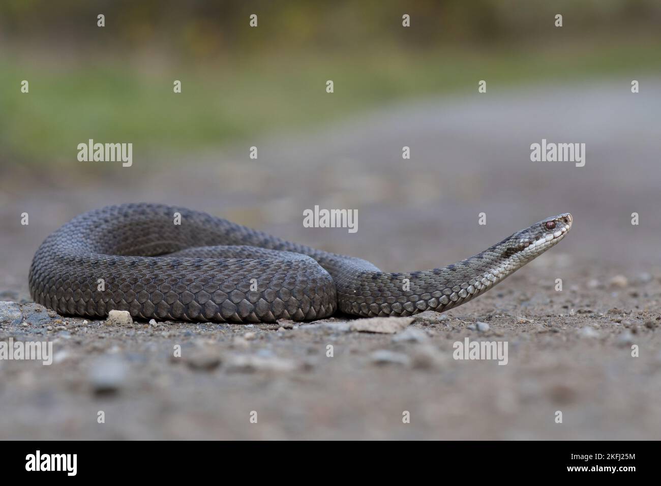 Crossed adders hi-res stock photography and images - Alamy