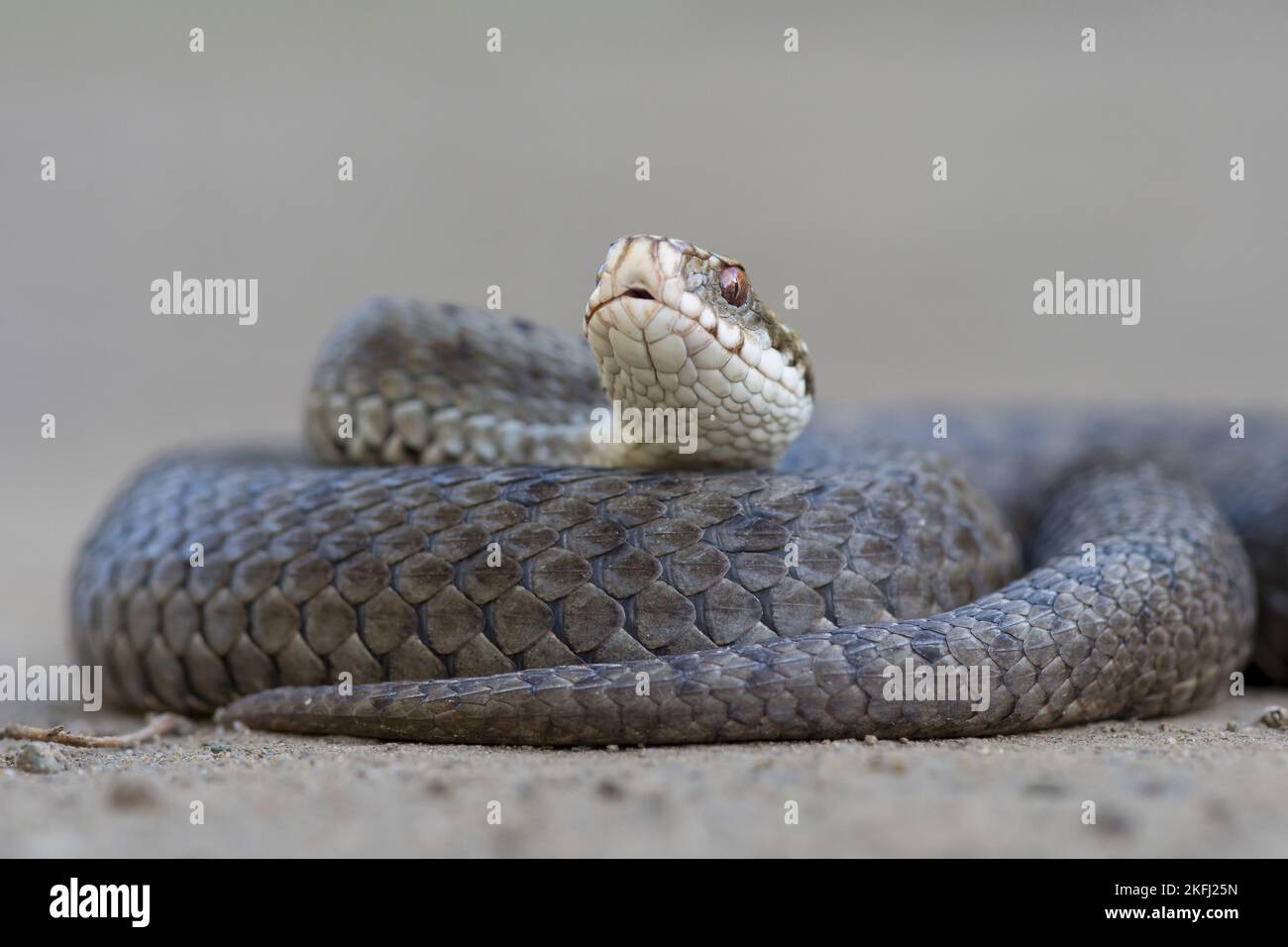 Crossed adders hi-res stock photography and images - Alamy