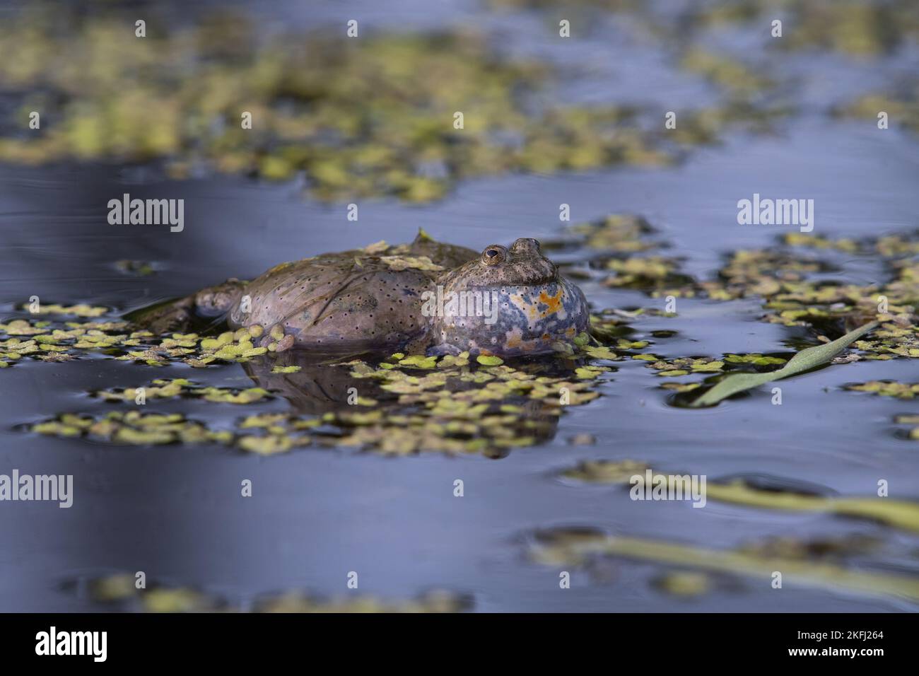 Side view duckweed hi-res stock photography and images - Alamy