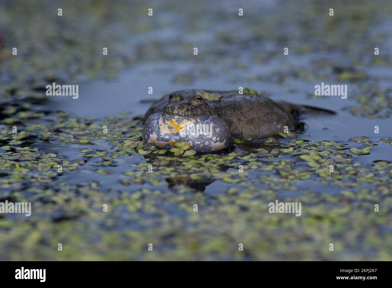 Toad movement hi-res stock photography and images - Alamy