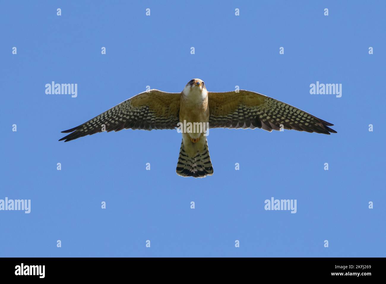 flying Red-footed Falcon Stock Photo - Alamy