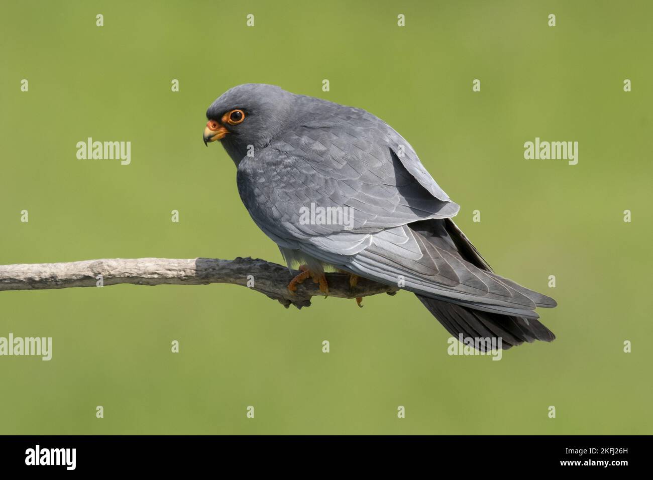 sitting Red-footed Falcon Stock Photo - Alamy