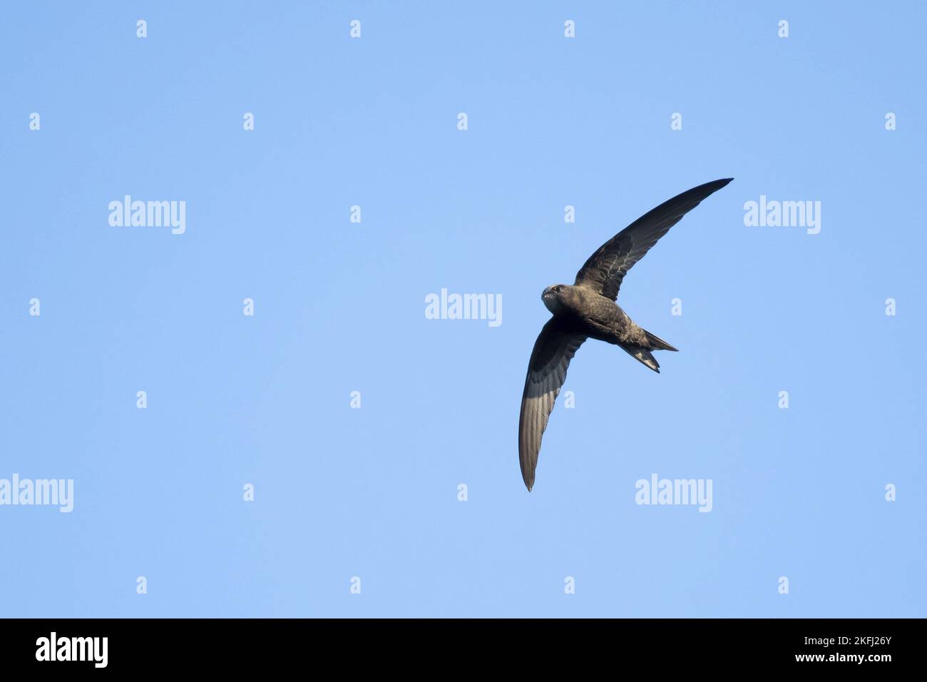 flying Common Swift Stock Photo - Alamy