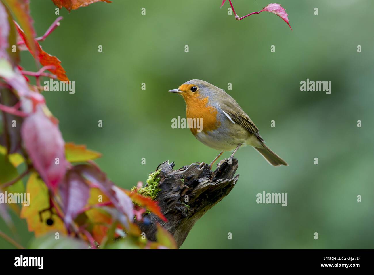 sitting European Robin Stock Photo - Alamy