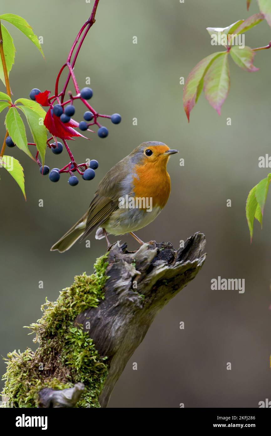 Size of robin hi-res stock photography and images - Alamy