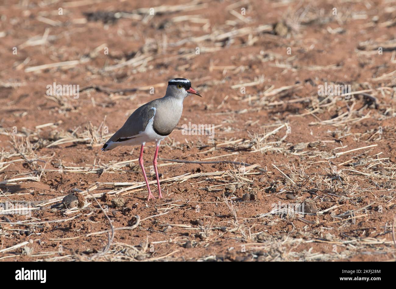 Crowned lapwing (Vanellus coronatus), also known as the crowned plover ...