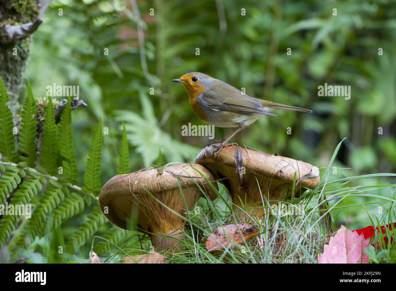 sitting European Robin Stock Photo - Alamy