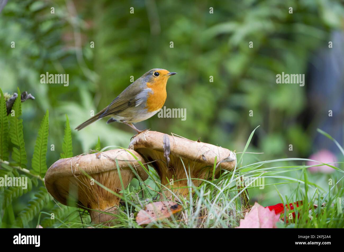 sitting European Robin Stock Photo - Alamy