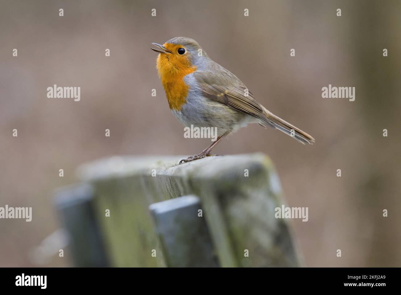 sitting European Robin Stock Photo - Alamy