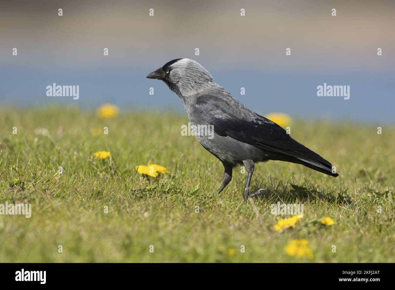 Jackdaw corvus monedula walks hi-res stock photography and images - Alamy