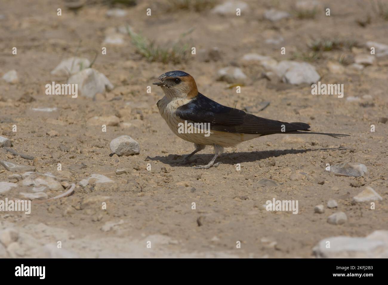 Swallows stones hi-res stock photography and images - Alamy