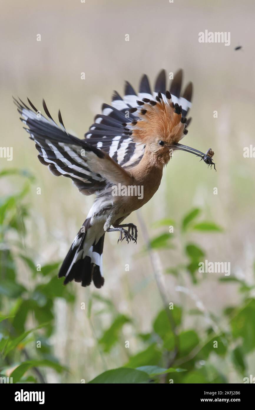 flying Eurasian Hoopoe Stock Photo - Alamy