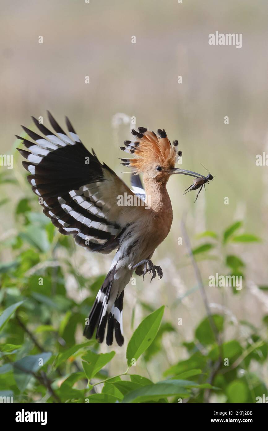 flying Eurasian Hoopoe Stock Photo - Alamy