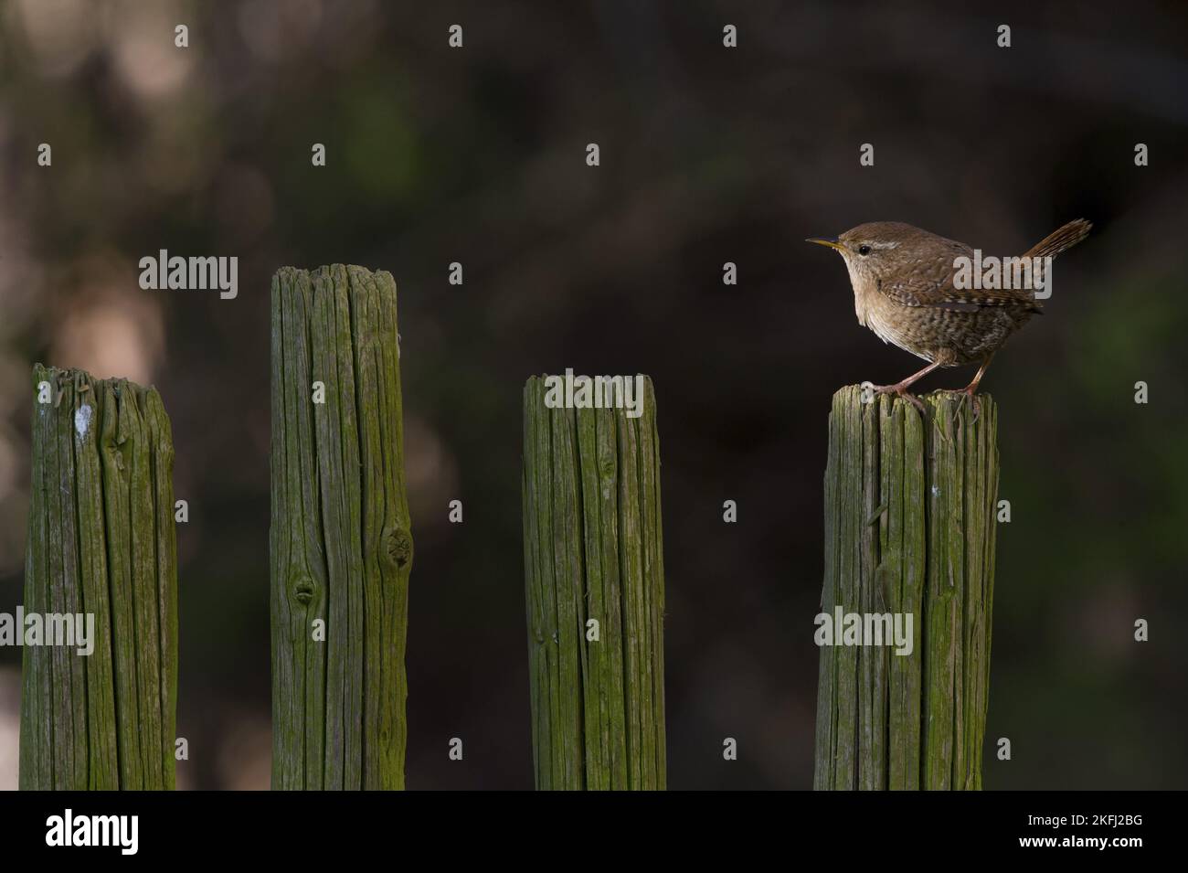 sitting Eurasian Wren Stock Photo - Alamy