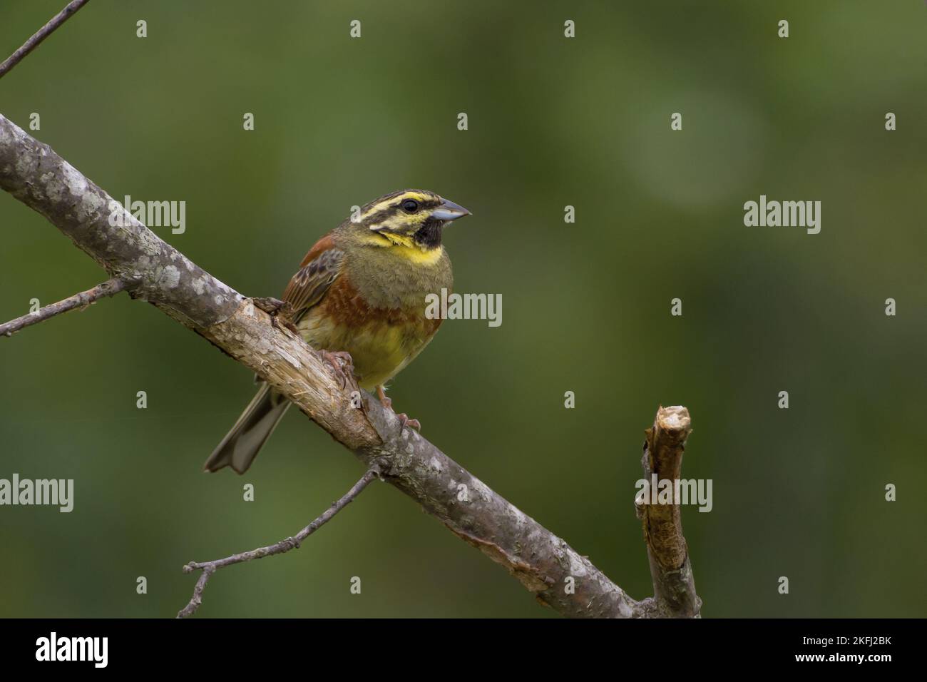 sitting Cirl Bunting Stock Photo - Alamy