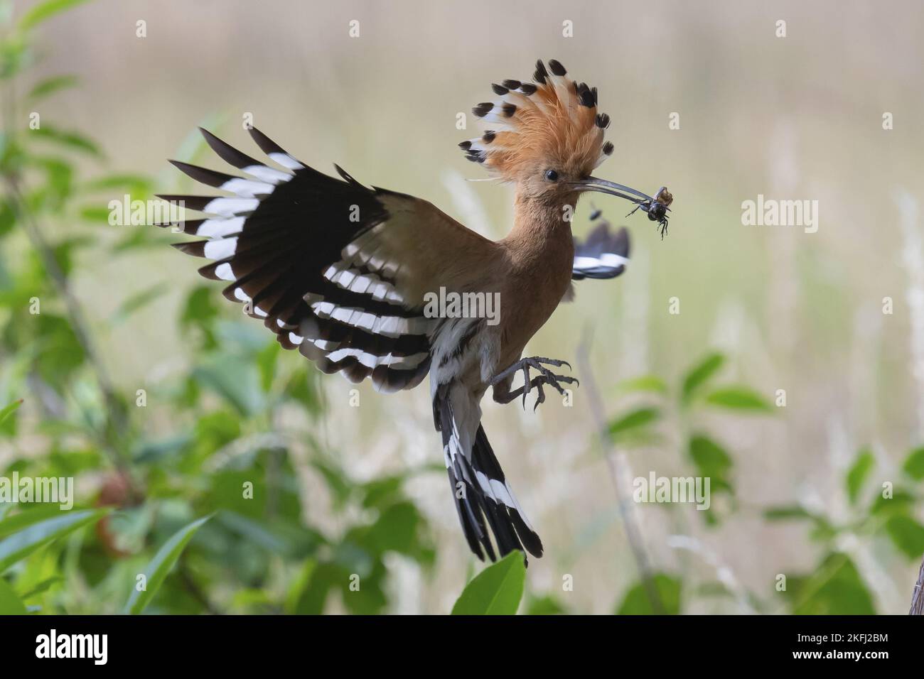 flying Eurasian Hoopoe Stock Photo - Alamy