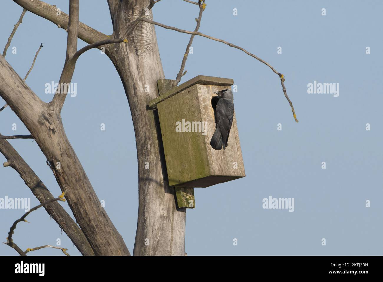 Jackdaw tree nest hi-res stock photography and images - Alamy