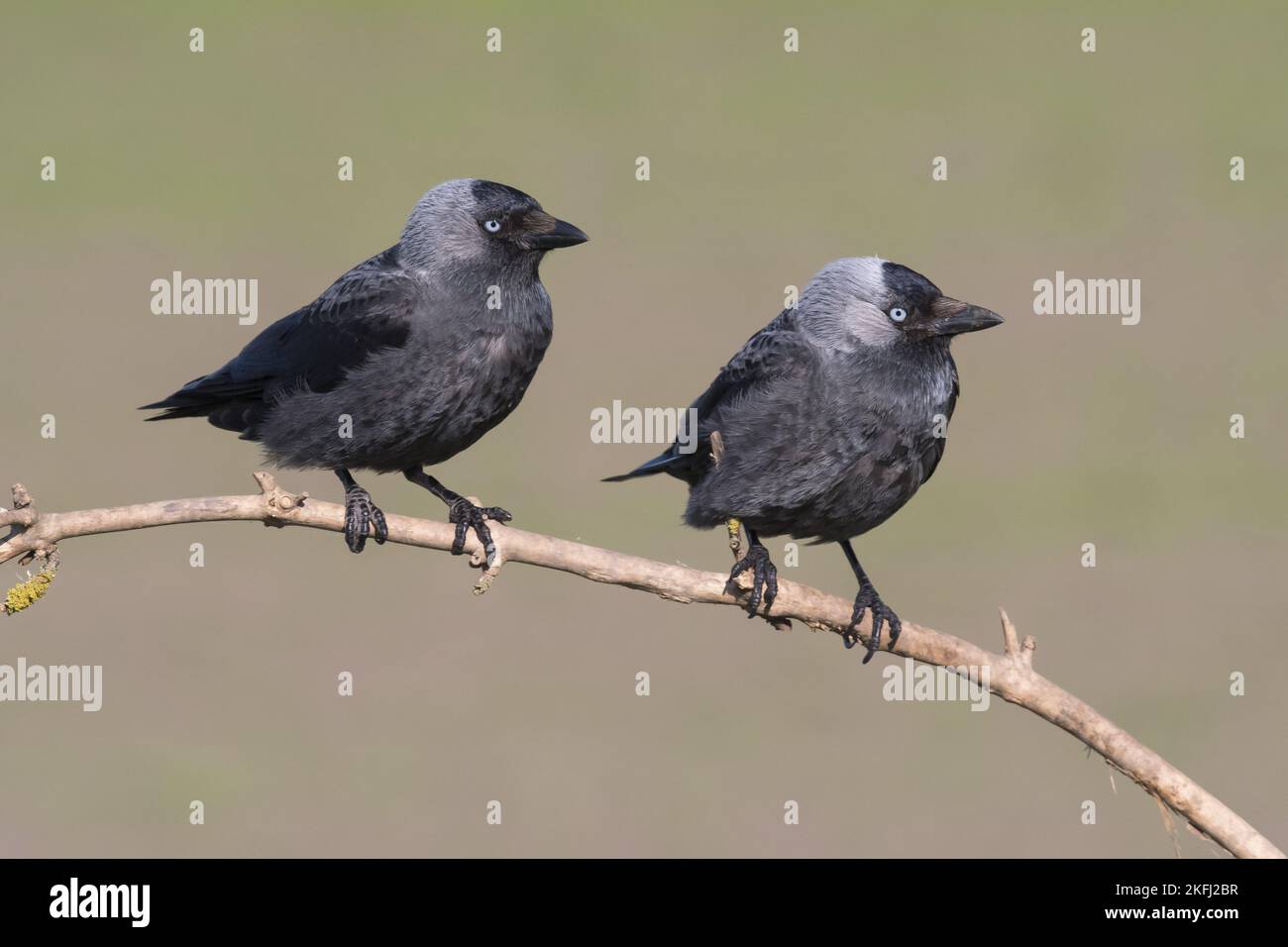 Adult jackdaws hi-res stock photography and images - Alamy