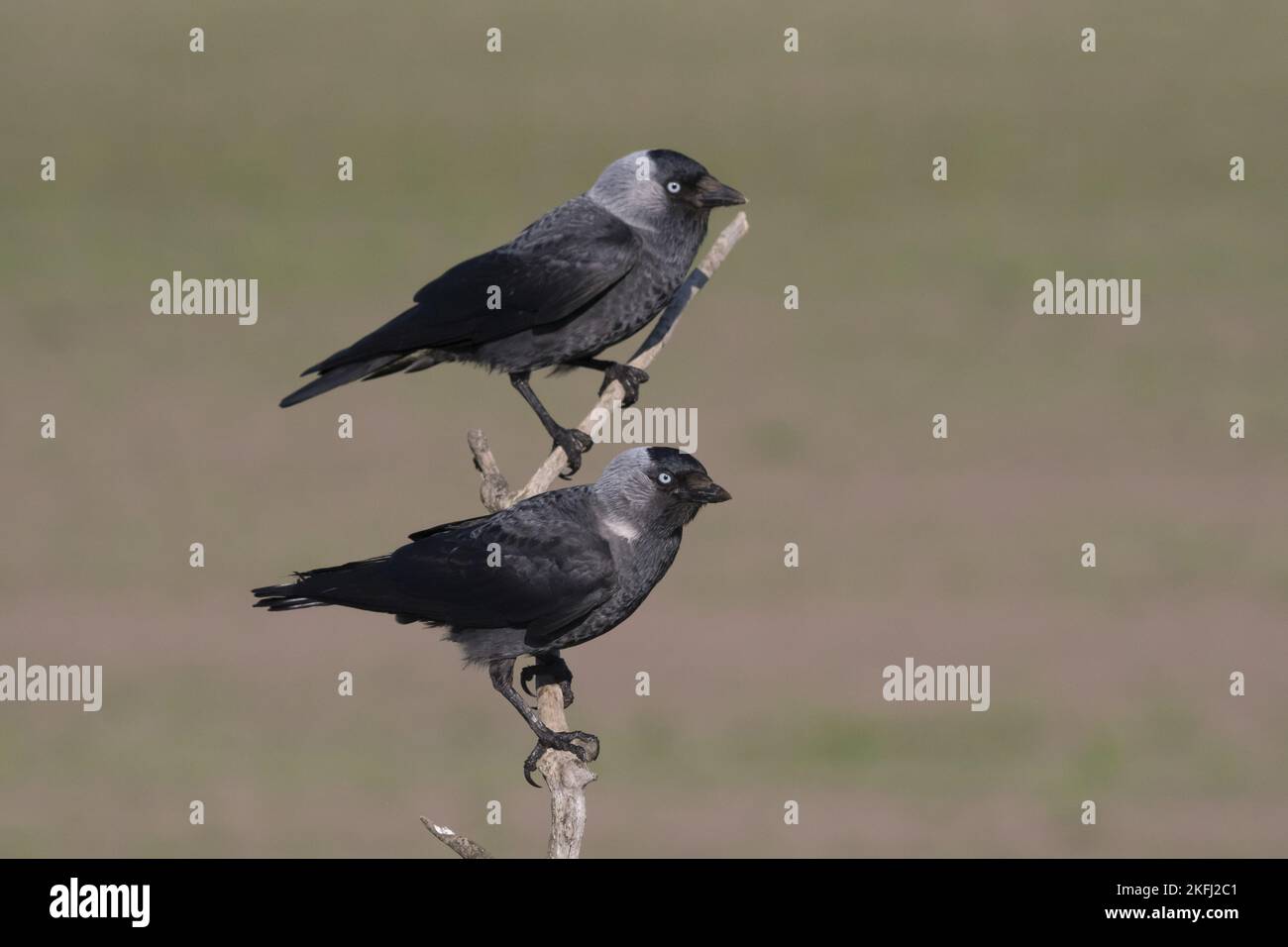 Two western jackdaws european hi-res stock photography and images - Alamy