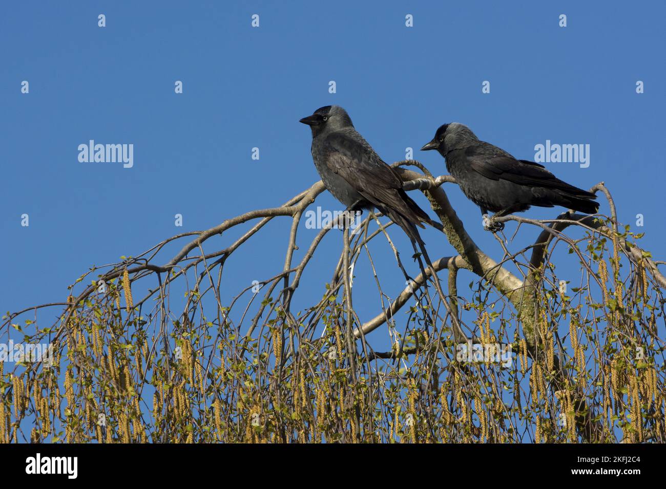 Two western jackdaws european hi-res stock photography and images - Alamy