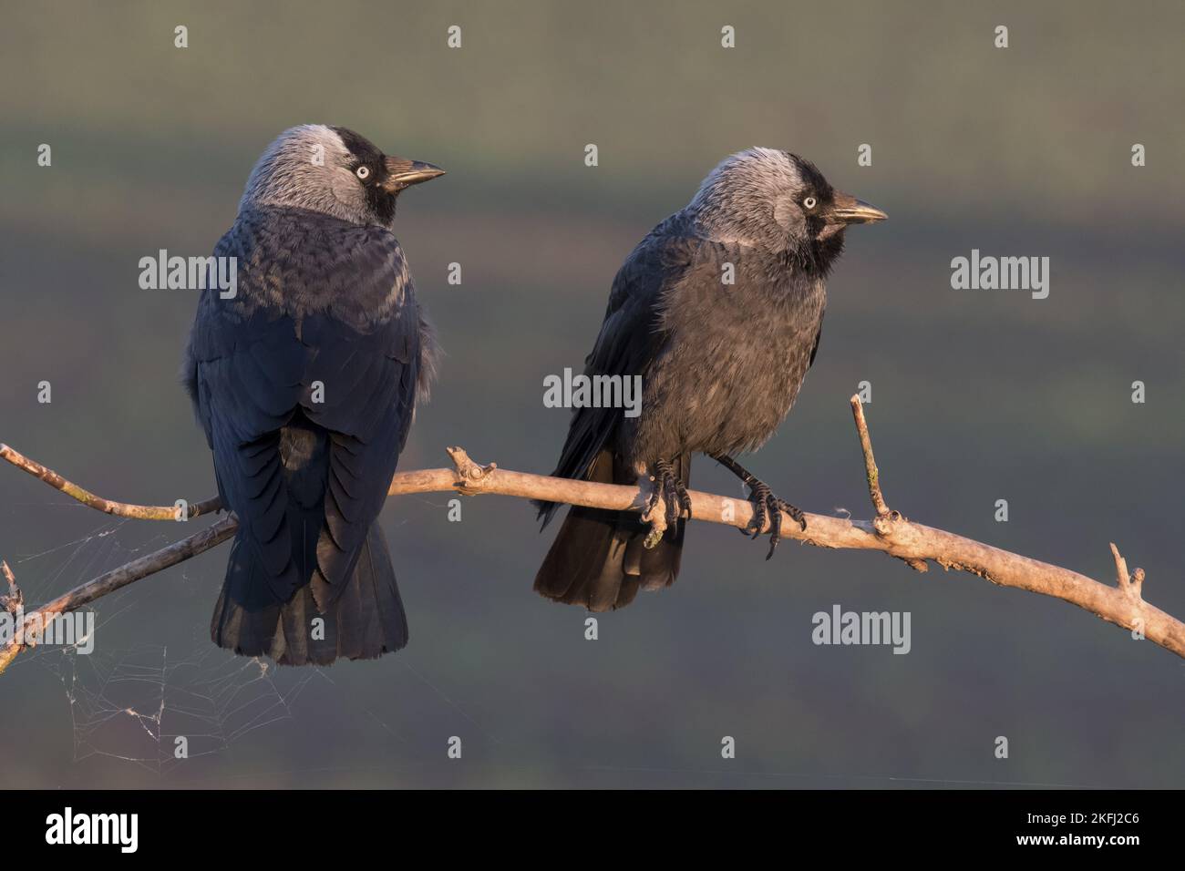 Adult jackdaws hi-res stock photography and images - Alamy