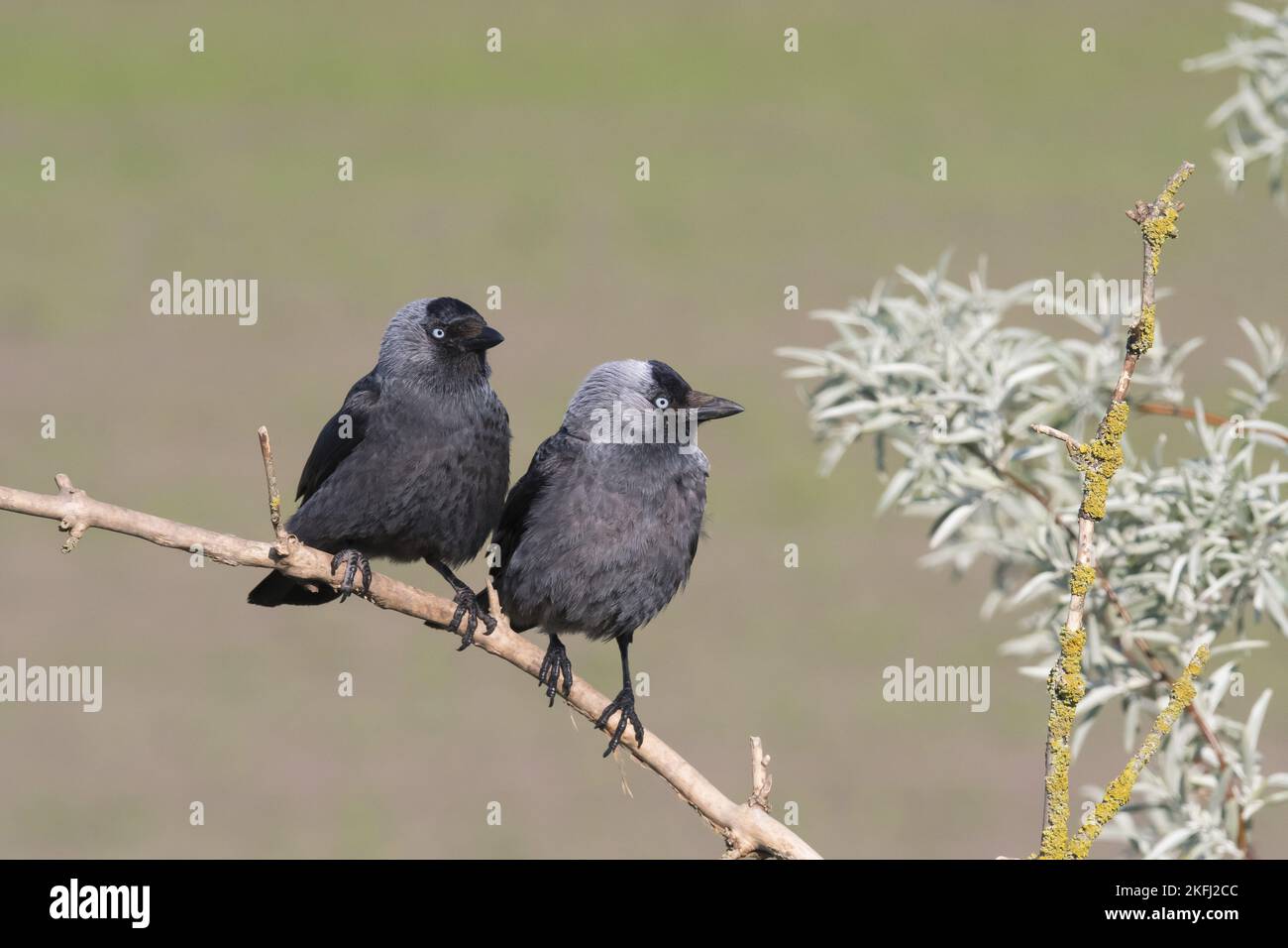 Adult jackdaws hi-res stock photography and images - Alamy