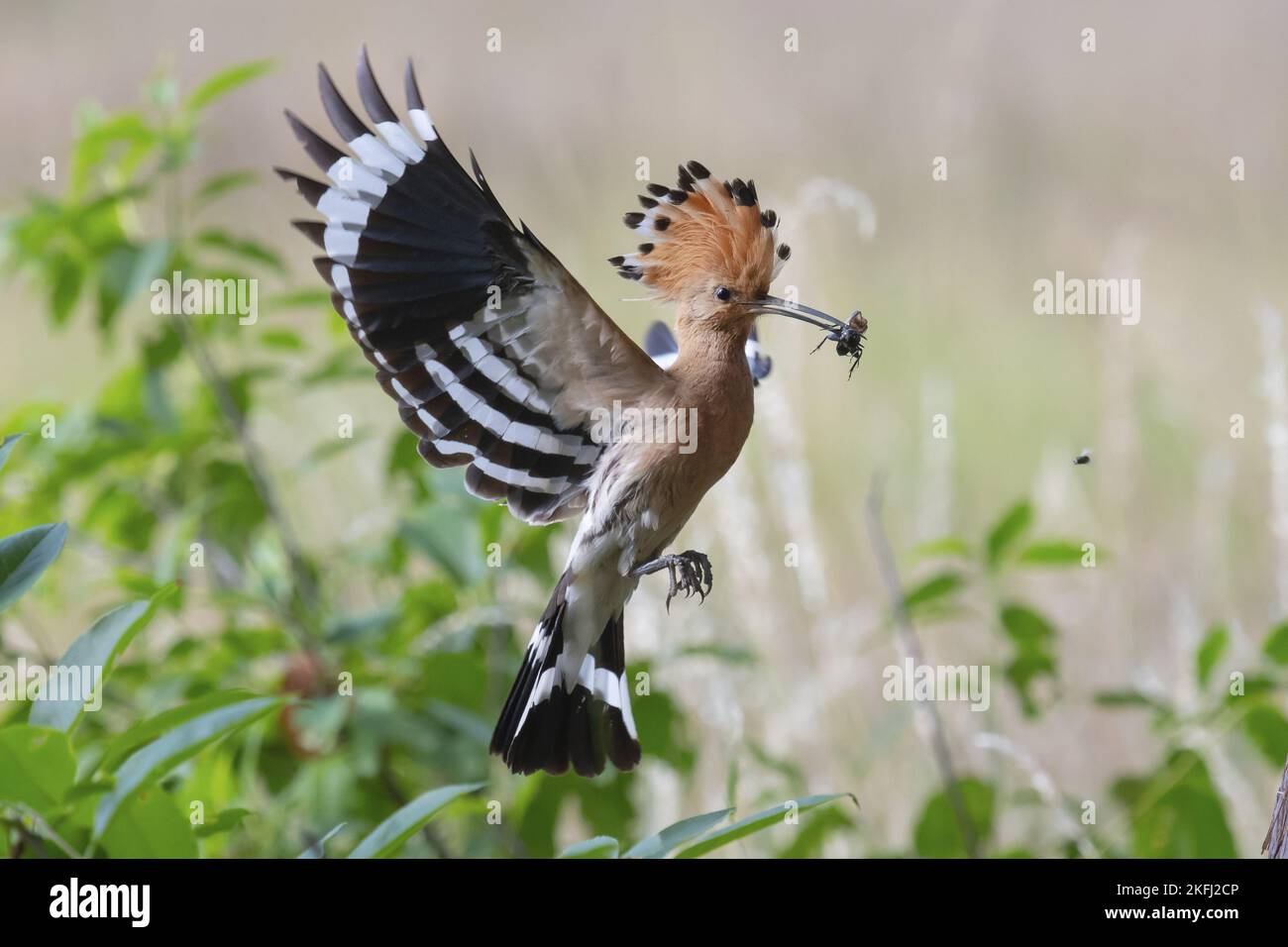 flying Eurasian Hoopoe Stock Photo - Alamy