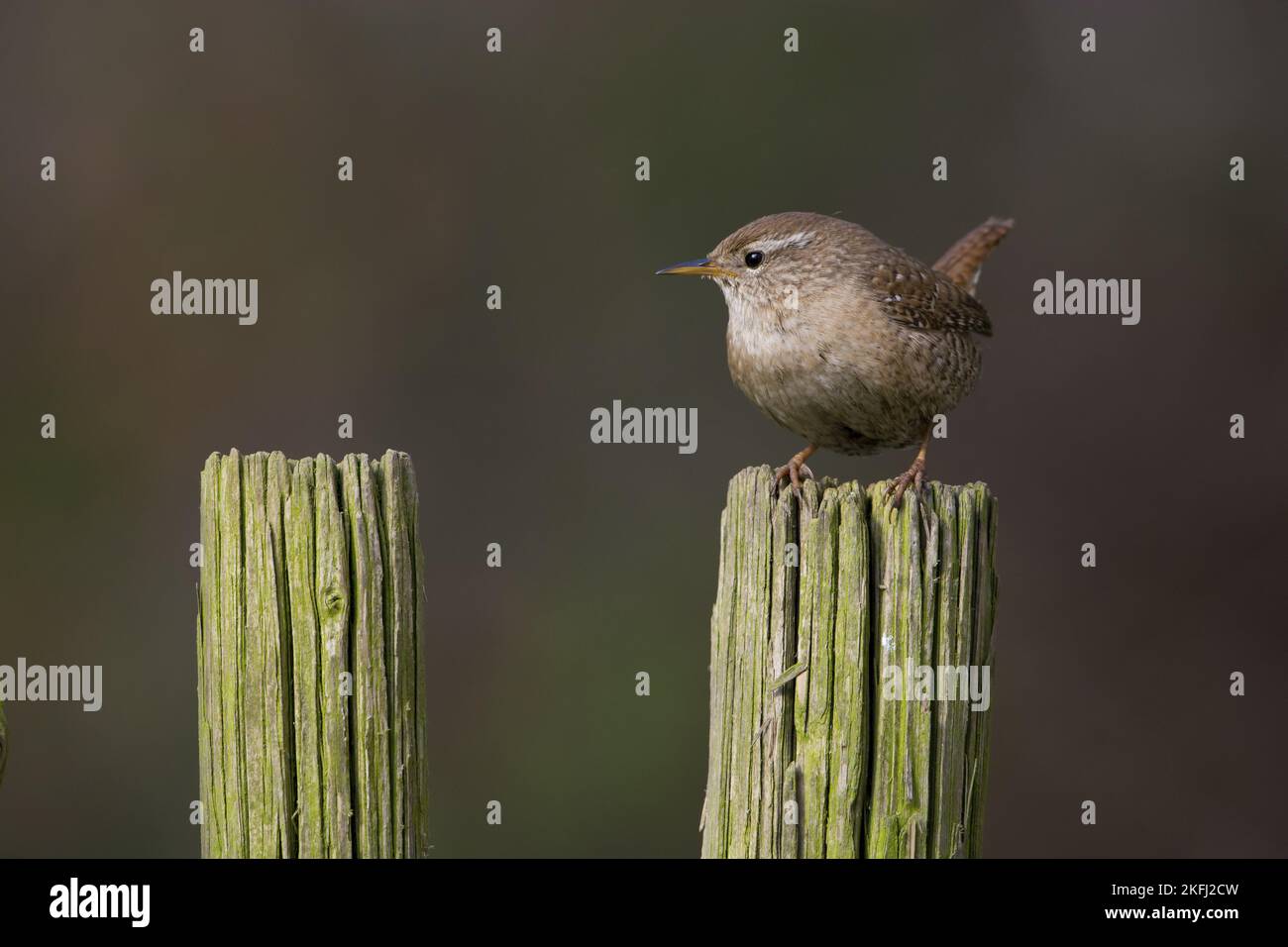sitting Eurasian Wren Stock Photo - Alamy