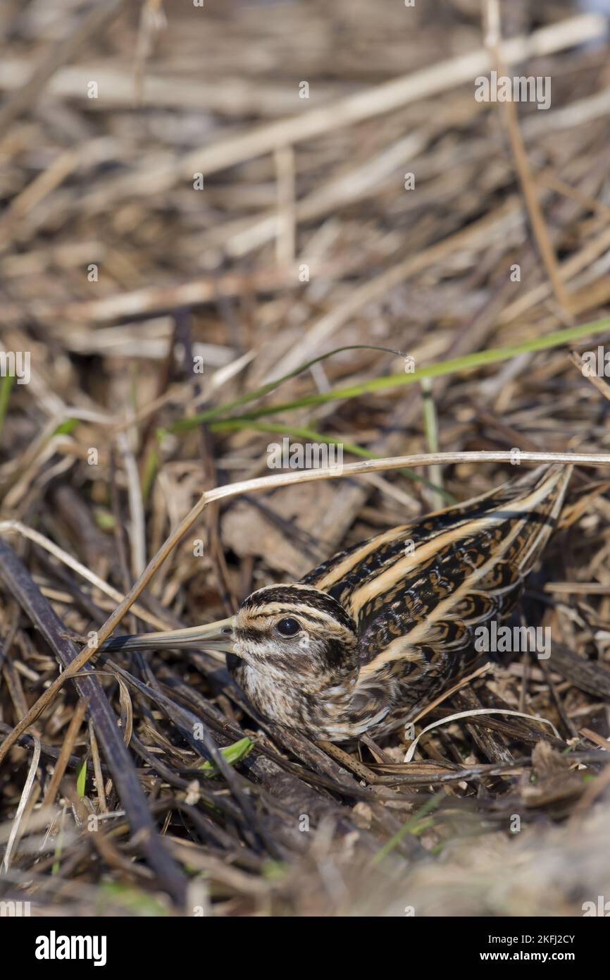 sitting jack Snipe Stock Photo - Alamy