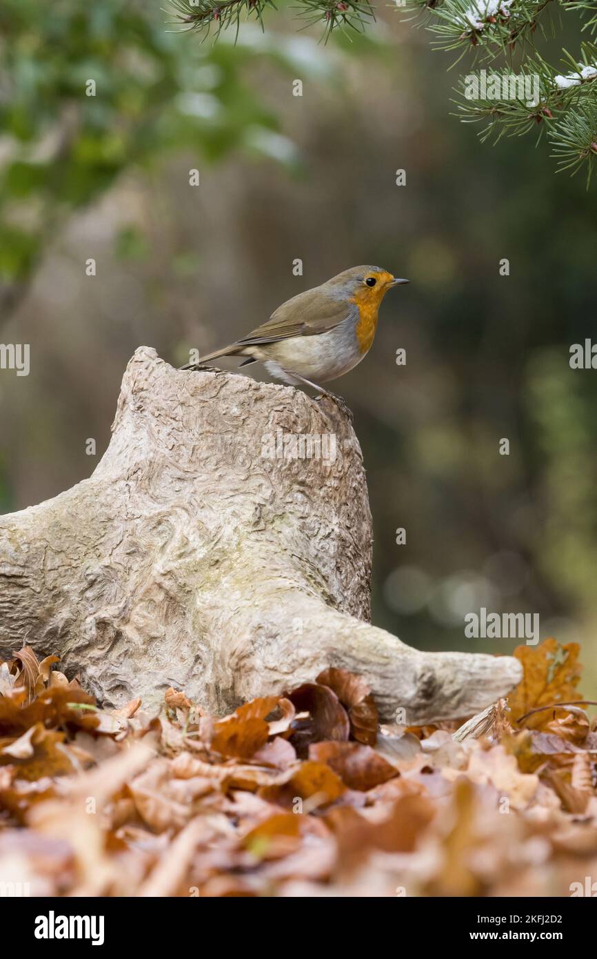 sitting European Robin Stock Photo - Alamy