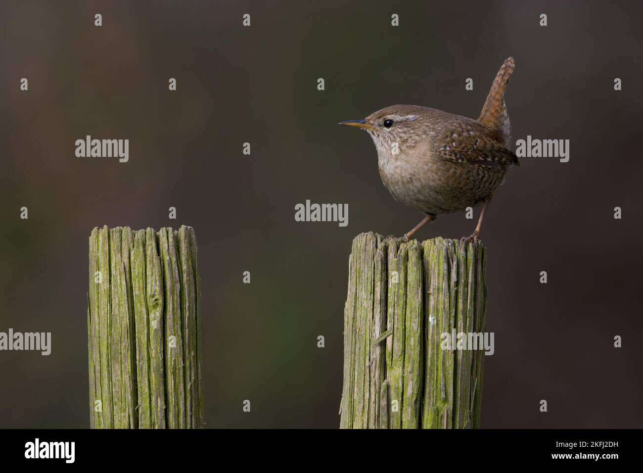sitting Eurasian Wren Stock Photo - Alamy