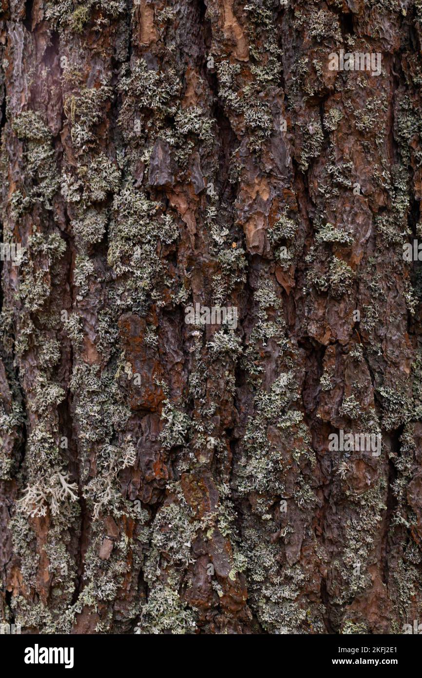 Close-up of tree bark. An old tree. many years ago. carbon sink. close ...