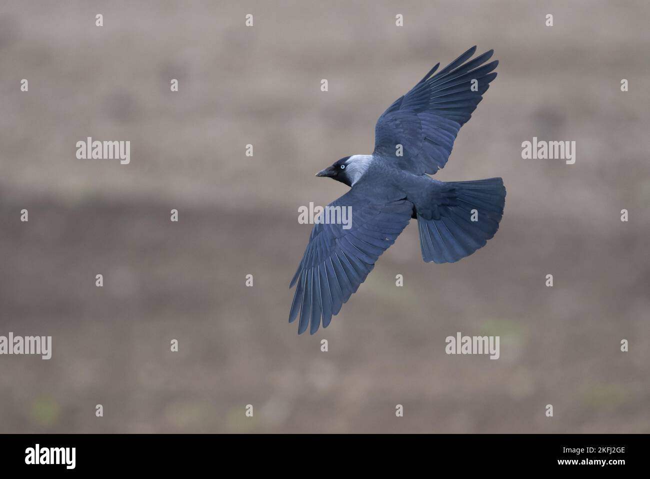 Flying daw hi-res stock photography and images - Alamy