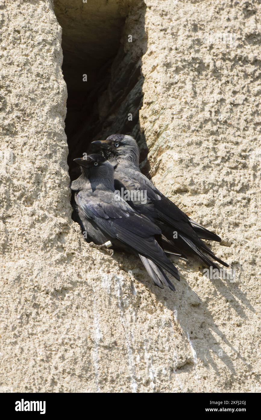 Lair house walls hi-res stock photography and images - Alamy